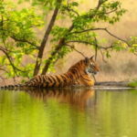 From Sariska: Official Tiger Safari in Open Jeep with Guide - Final Thoughts