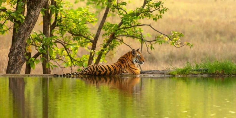 From Sariska: Official Tiger Safari in Open Jeep with Guide - Final Thoughts
