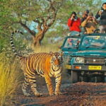From Sawai Madhopur: Ranthambore National Park Jeep Safari - The Bottom Line