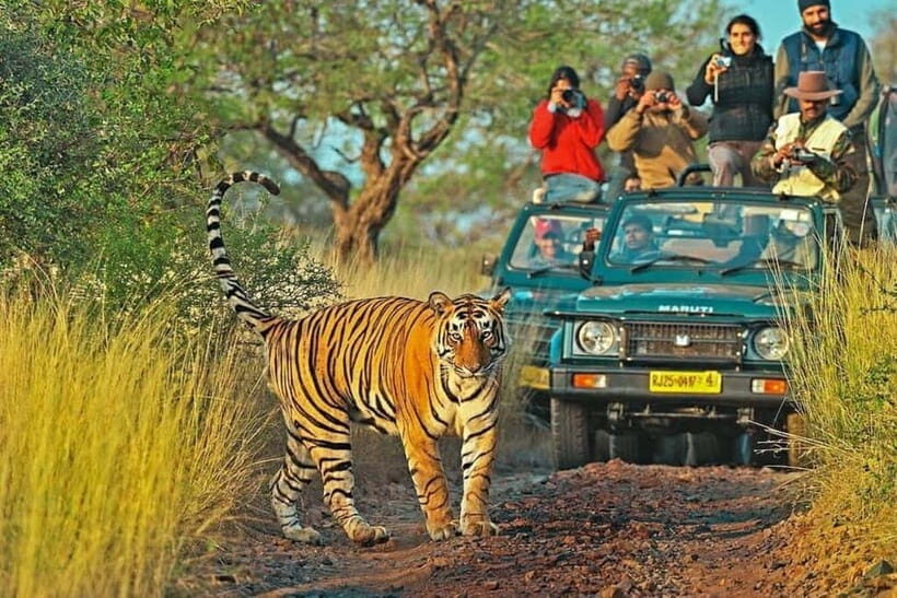 From Sawai Madhopur: Ranthambore National Park Jeep Safari - The Bottom Line