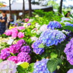 From Seoul: Begonia Bird Park, Rail Bike and Garden Tour - What to Expect on the Day