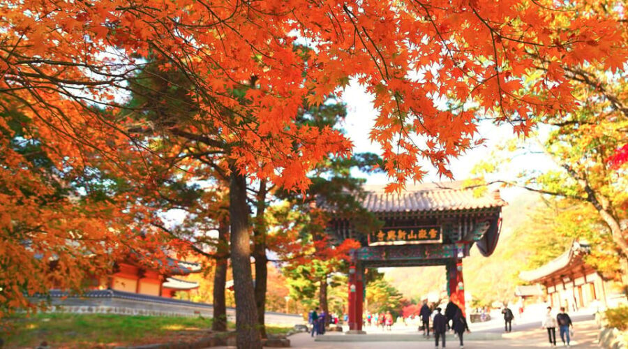 From Seoul: Seoraksan Mountain with Cable Car- Shuttle Bus - An In-Depth Look at the Tour Experience