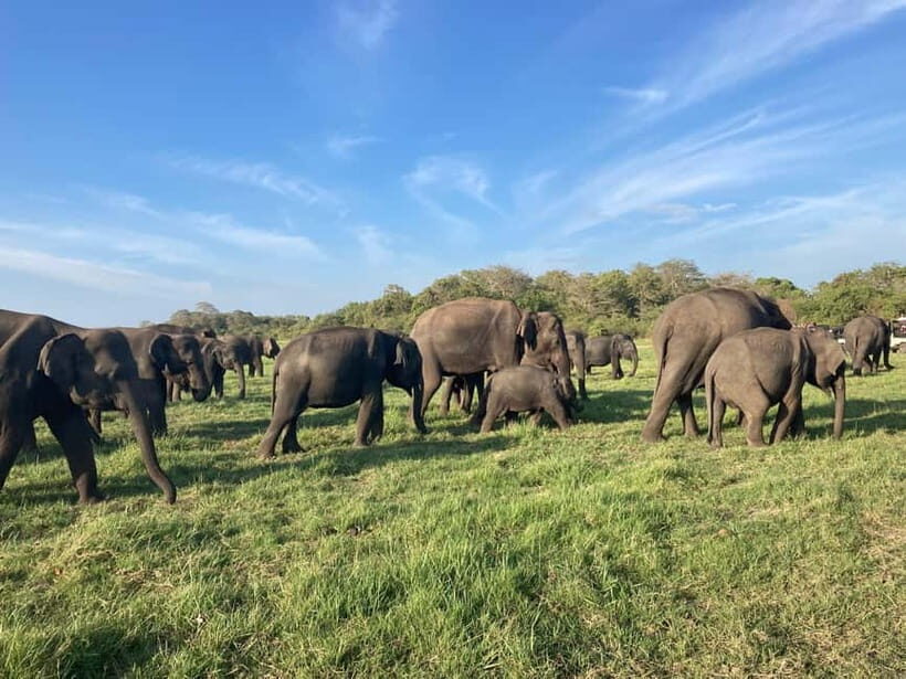 From Sigiriya/Habarana: Minneriya National Park Safari - How the Day Unfolds