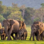 From Sigiriya : Kaudulla National Park Elephant Jeep Safari - What’s Included and What’s Not
