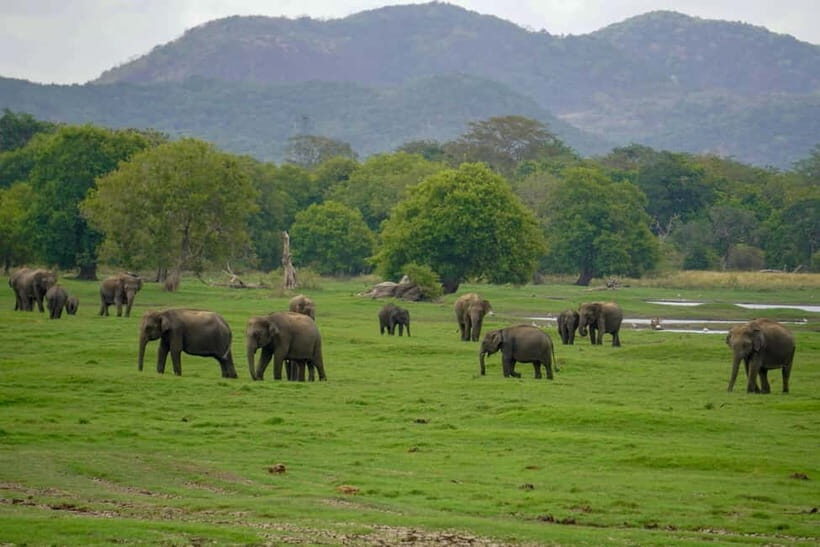From Sigiriya: Minneriya National Park Half Day Safari - What Makes the Elephant Gathering So Special?