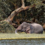 From Sigiriya: Wilpattu National Park Private Jeep Safari - The Itinerary: What’s Included and How it Unfolds