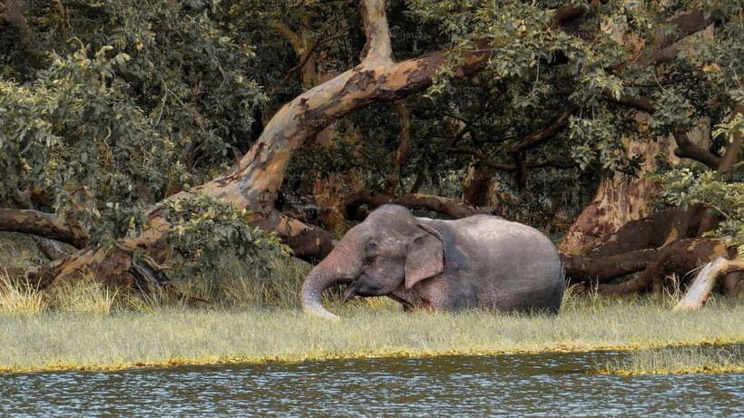 From Sigiriya: Wilpattu National Park Private Jeep Safari - The Itinerary: What’s Included and How it Unfolds