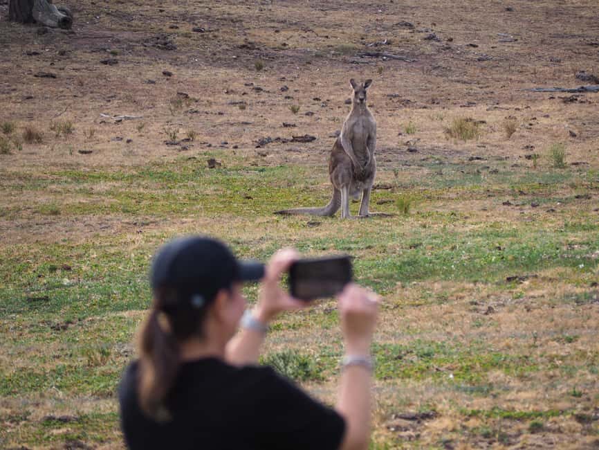 From Sydney: Australian Wildlife Safari with Lunch & Dinner - Frequently Asked Questions (FAQs)