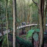 From Sydney: Blue Mountains, Scenic World, Zoo, & Ferry Ride - Transportation and Comfort