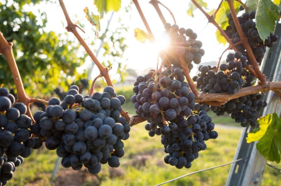 From Sydney: Full-Day Hunter Valley Tour w/ Tastings & Lunch - The Itinerary: What You’ll Experience