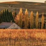 From Sydney Private Tour of Waterfalls Wineries and Wildlife - Who Will Love This Tour?
