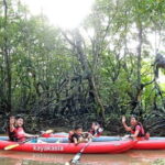 From Tagbilaran City/Panglao Island: Bohol Mangrove Kayaking - An In-Depth Look at the Bohol Mangrove Kayaking Experience