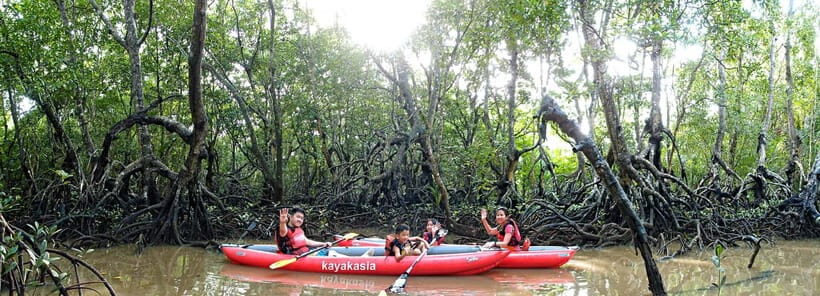 From Tagbilaran City/Panglao Island: Bohol Mangrove Kayaking - An In-Depth Look at the Bohol Mangrove Kayaking Experience