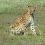 From Tangalle / Hiriketiya - Yala Safari - Drop-off : Ella - Why This Tour Offers Good Value