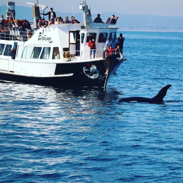 From Tauranga: Dolphin and Wildlife Cruise - Who Will Appreciate This Tour?