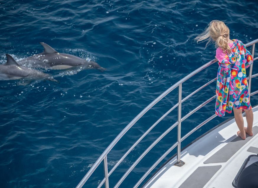 From Tauranga: Half-Day Swimming with Dolphins Tour - FAQ