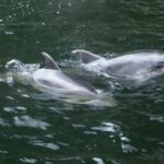 From Te Anau: Milford Sound Tour with Cruise and Lunch - The Practicalities: What to Expect