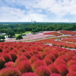 From Tokyo: Hitachi seaside Park & Oarai Isosaki Shrine Tour - Practical Details: What to Expect