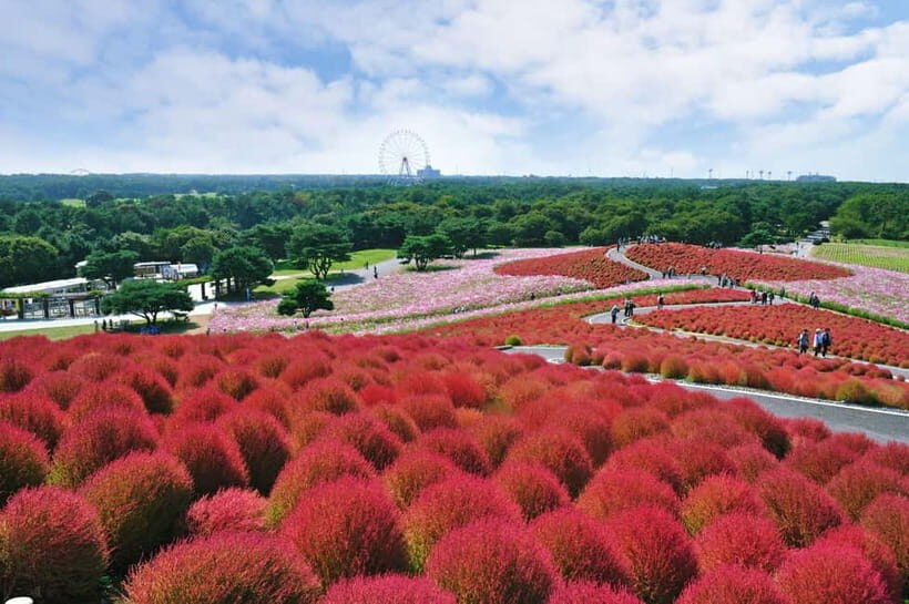 From Tokyo: Hitachi seaside Park & Oarai Isosaki Shrine Tour - Practical Details: What to Expect