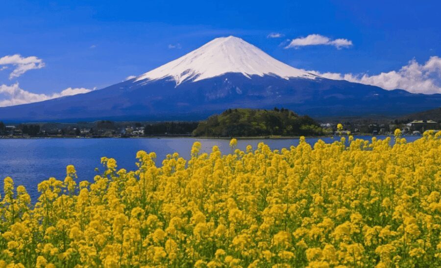 From Tokyo: Mount Fuji Customizable Sightseeing Tour - Who Would Love This Tour?