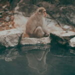 From Tokyo/Nagano: Luxury Snow Monkey Private Full-Day Tour - Why Travelers Should Consider This Tour