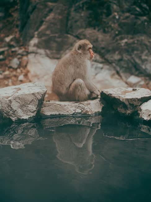 From Tokyo/Nagano: Luxury Snow Monkey Private Full-Day Tour - Why Travelers Should Consider This Tour