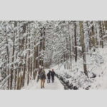 From Tokyo: Snow Monkey Park and Miso Production Day Tour - What to Bring and Considerations