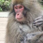 From Tokyo: Snow Monkey & Zenkoji Private Customize Tour - Who Is This Tour Best For?