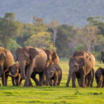 From Trincomalee: Elephant Safari at Minneriya or Kaudulla - The Sum Up
