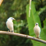 From Ubud: Tengkudak Village Guided Tour with Bird Spotting - Final Thoughts