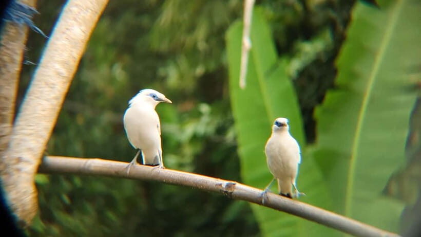 From Ubud: Tengkudak Village Guided Tour with Bird Spotting - Final Thoughts