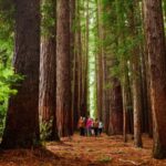 Fruit Picking & Nature Tour Yarra Valley & Warburton - Exploring the Yarra Valley & Warburton: A Detailed Look