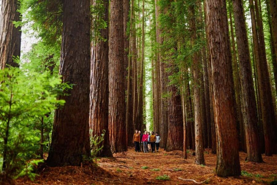 Fruit Picking & Nature Tour Yarra Valley & Warburton - Exploring the Yarra Valley & Warburton: A Detailed Look