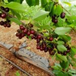 Fruits picking tour from Melbourne - What’s Included and What’s Not