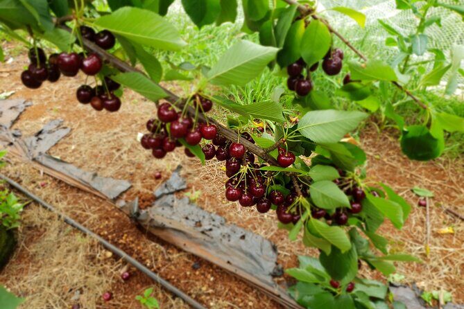 Fruits picking tour from Melbourne - What’s Included and What’s Not