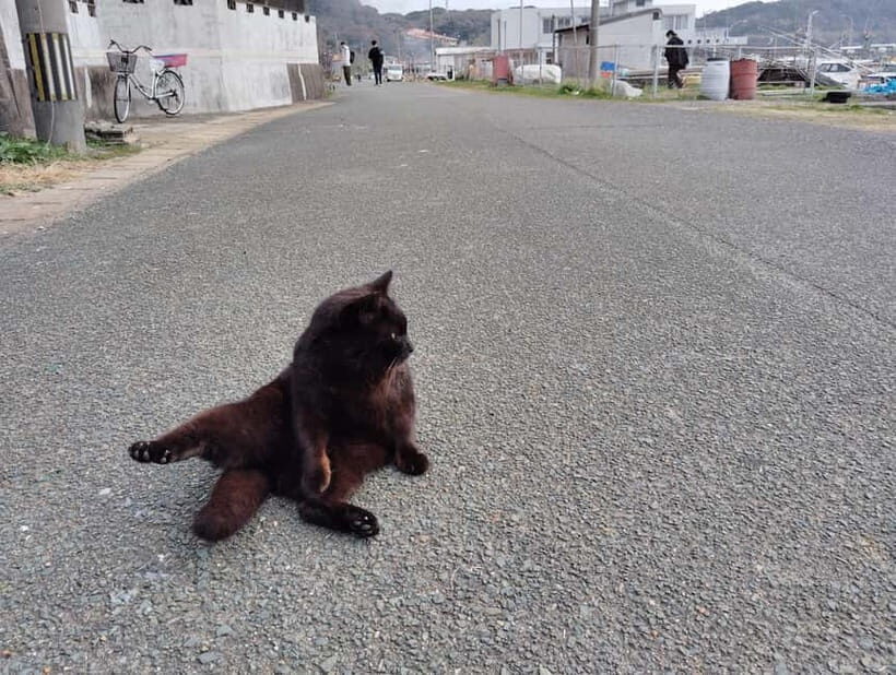 Fukuoka: Cats Island, Ainoshima Guided Tour from Hakata - The Itinerary Breakdown: What Makes Each Part Special