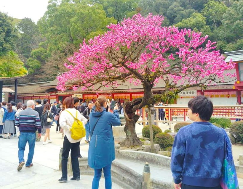 Fukuoka: Dazaifu Tenmangu 2-Hour Private Guide Tour - A Well-Structured, Personal Tour Experience