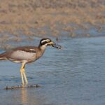 Full Day Birdlife Tour in Bribie Island - Authentic Experiences from Past Travelers