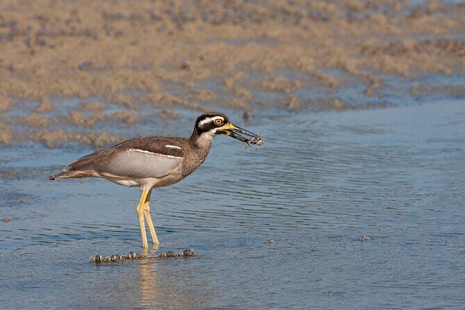 Full Day Birdlife Tour in Bribie Island - Authentic Experiences from Past Travelers