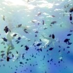 Full-Day Bora Bora Lagoon Cruise Including Snorkeling with Sharks and Stingrays - What Sets This Tour Apart