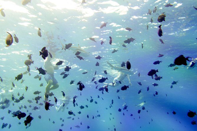 Full-Day Bora Bora Lagoon Cruise Including Snorkeling with Sharks and Stingrays - What Sets This Tour Apart