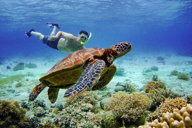 Full Day Canyoning and Whaleshark Adventure from Cebu City or Mactan Area - Who Should Consider This Tour?