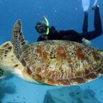 Full-Day Great Barrier Reef Snorkeling from Hamilton Island - FAQ