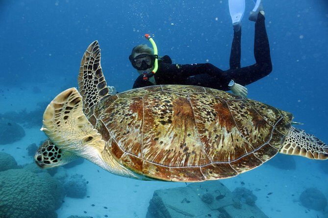 Full-Day Great Barrier Reef Snorkeling from Hamilton Island - FAQ