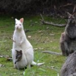 Full-Day Guided Bruny Island Tour from Hobart - Transportation & Logistics