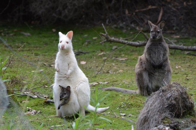 Full-Day Guided Bruny Island Tour from Hobart - Transportation & Logistics