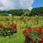 Full-Day Guided Wine Tour in Mt Tamborine From Gold Coast - Why This Tour Offers Great Value