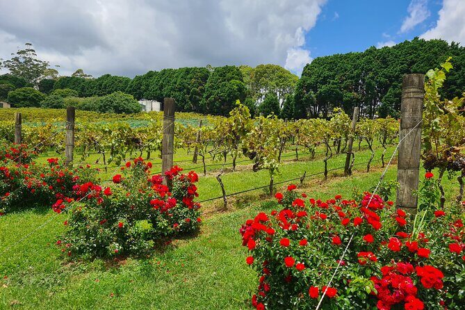 Full-Day Guided Wine Tour in Mt Tamborine From Gold Coast - Why This Tour Offers Great Value