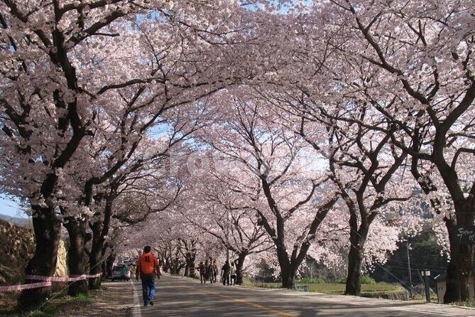 Full-day Hadong, Gwangyang, Cherry blossom, Green Tea Fields Private Tour - The Authentic Cherry Blossom and Green Tea Experience
