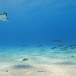 Full-day Lagoon Safari Tour with Lunch in Bora Bora - Shared tour - Who Should Book This Tour?